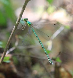オオアオイトトンボ（メス）