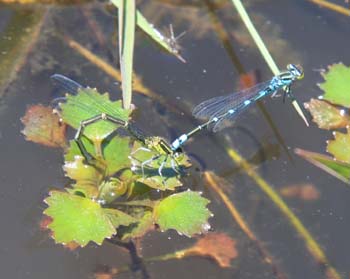 産卵するオオイトトンボ