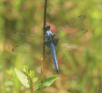 オオシオカラトンボ