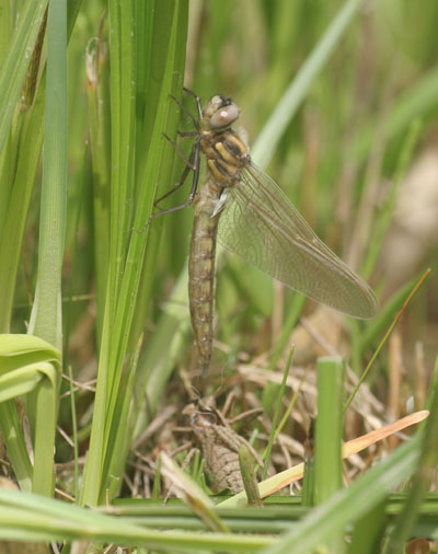 羽化 2006．4．24